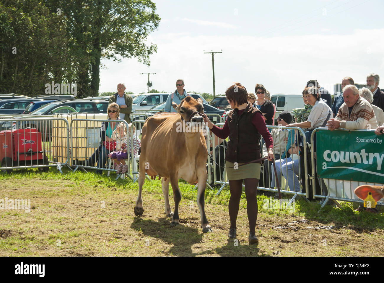 Judging cows at show Stock Photo - Alamy