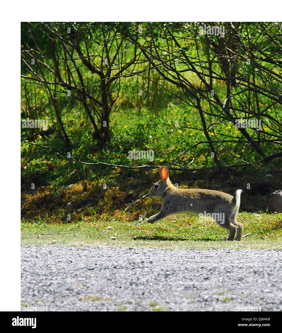 Rabbit hopping away Stock Photo - Alamy