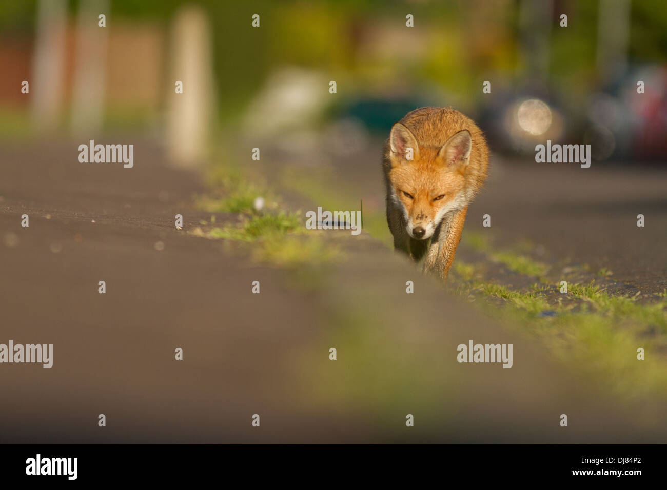 Urban Red fox (vulpes vulpes).Glasgow. Scotland Stock Photo - Alamy