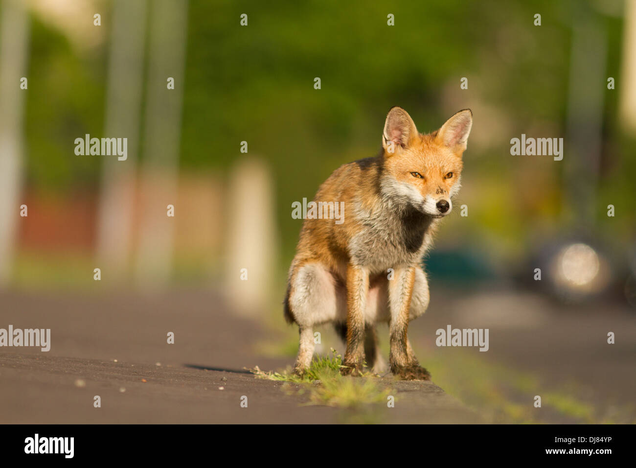 Urban Red fox (vulpes vulpes).Glasgow. Scotland Stock Photo - Alamy