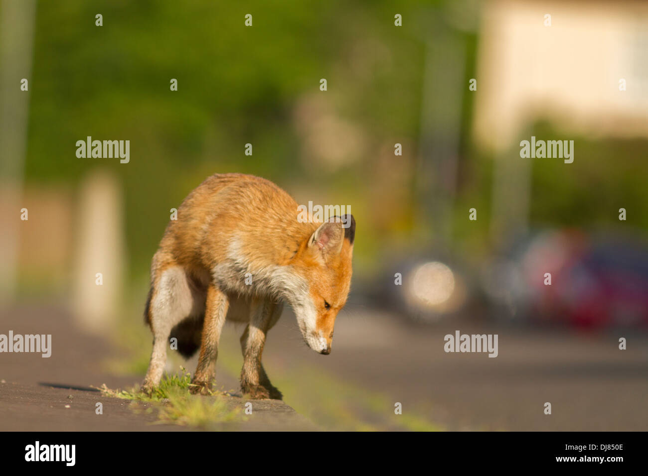 Urbane fox hi-res stock photography and images - Alamy