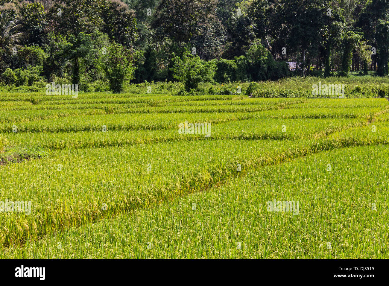 Golden rice hi-res stock photography and images - Alamy
