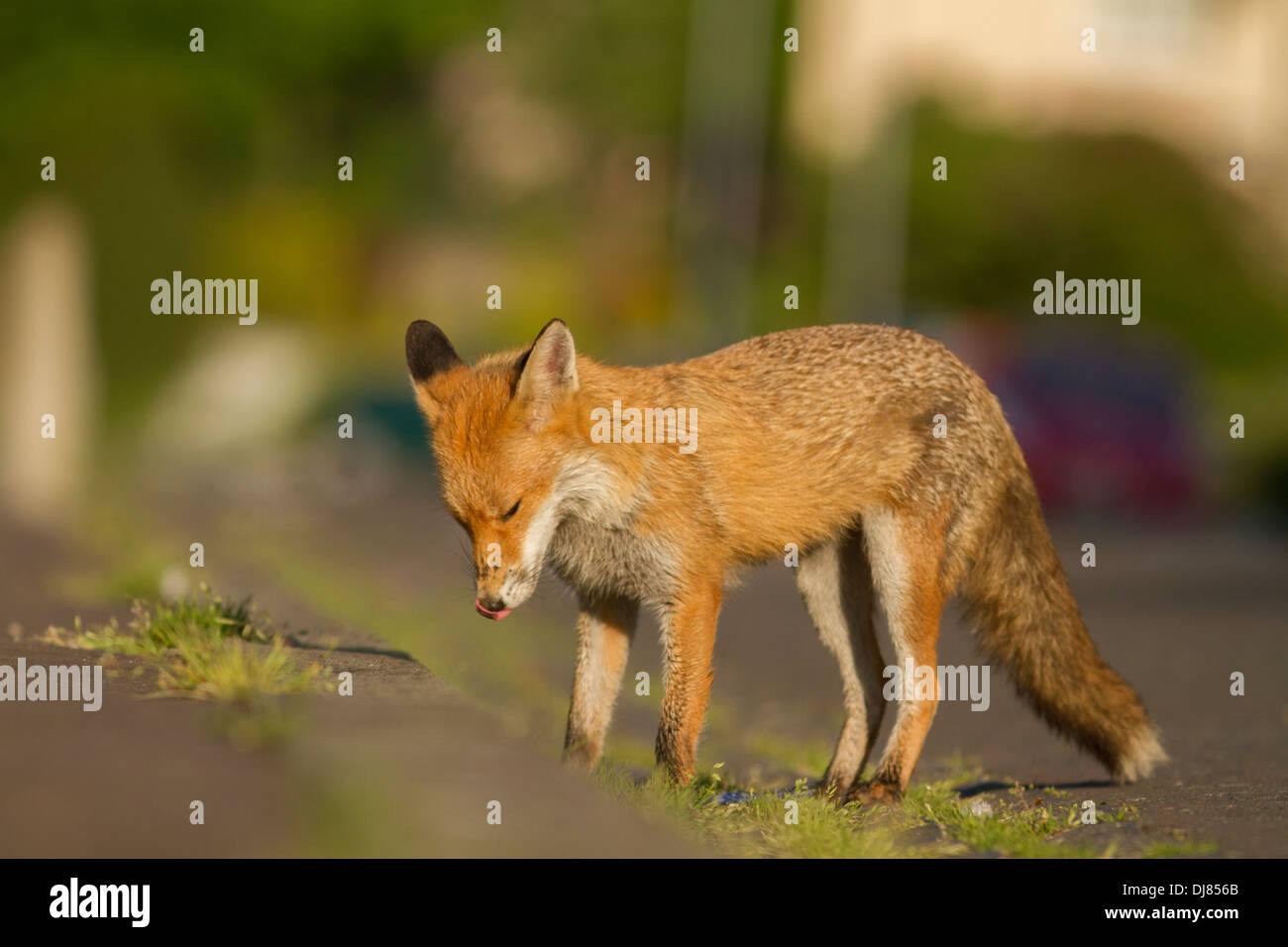 Urban Red fox (vulpes vulpes).Glasgow. Scotland Stock Photo - Alamy