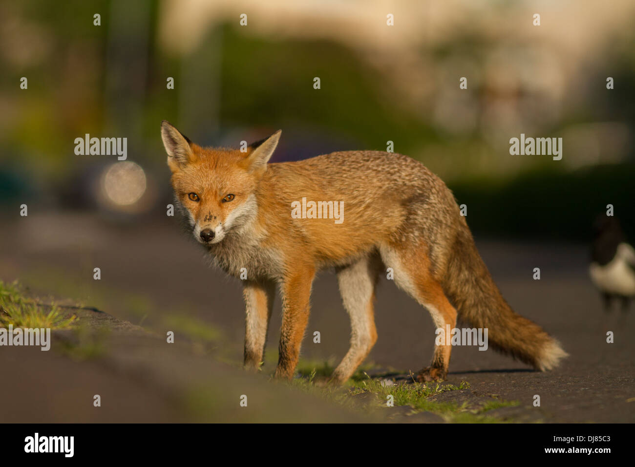Urban Red fox (vulpes vulpes).Glasgow. Scotland Stock Photo - Alamy