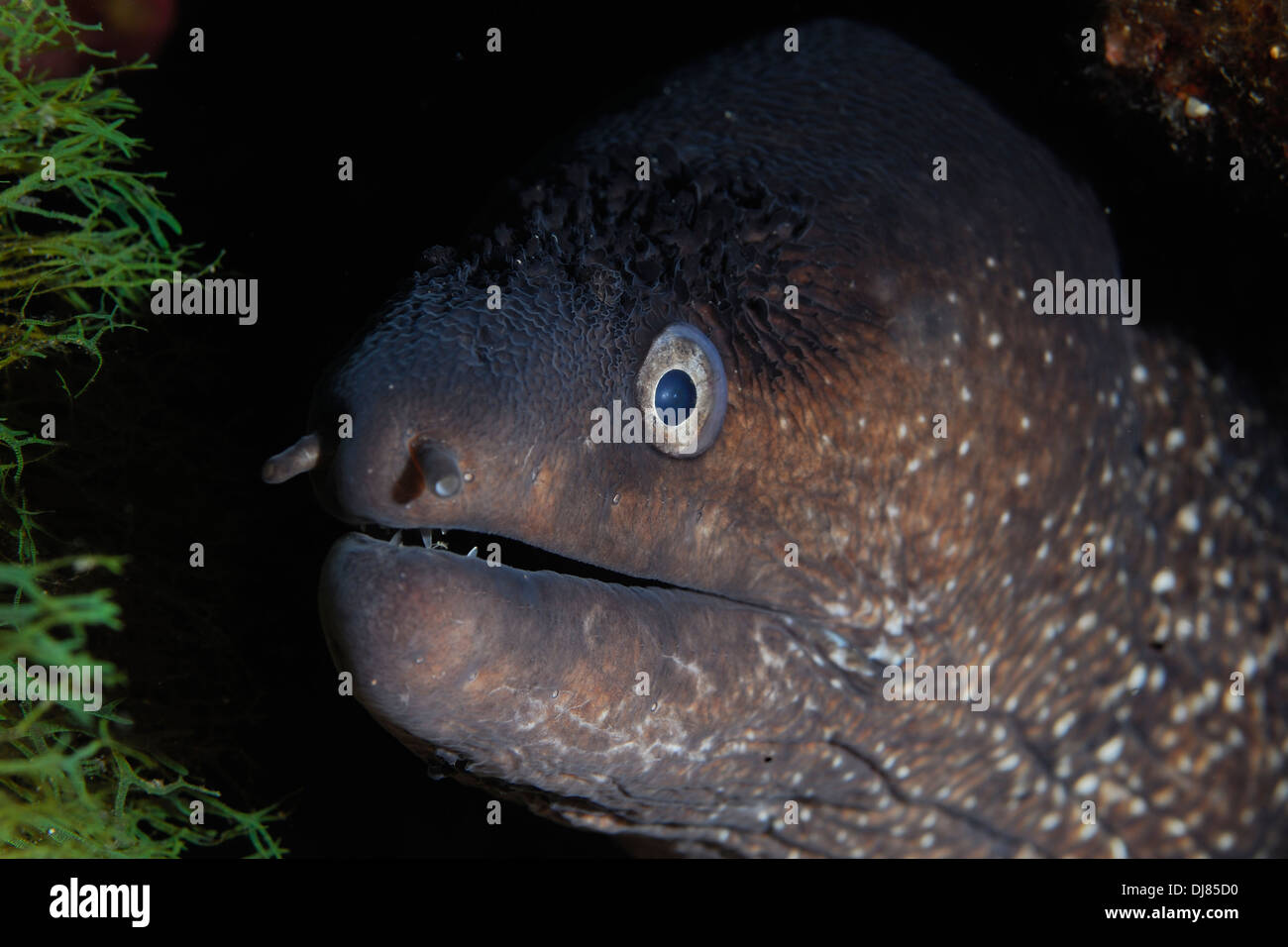 Mediterranean eel murenidae fish hi-res stock photography and images ...