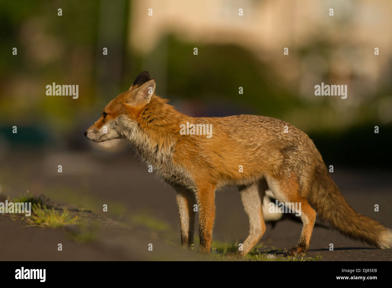 Urban Red fox (vulpes vulpes).Glasgow. Scotland Stock Photo - Alamy