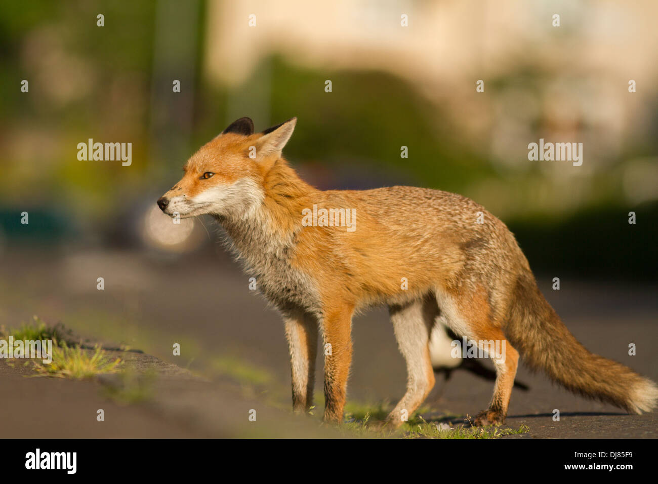 Urban Red fox (vulpes vulpes).Glasgow. Scotland Stock Photo - Alamy