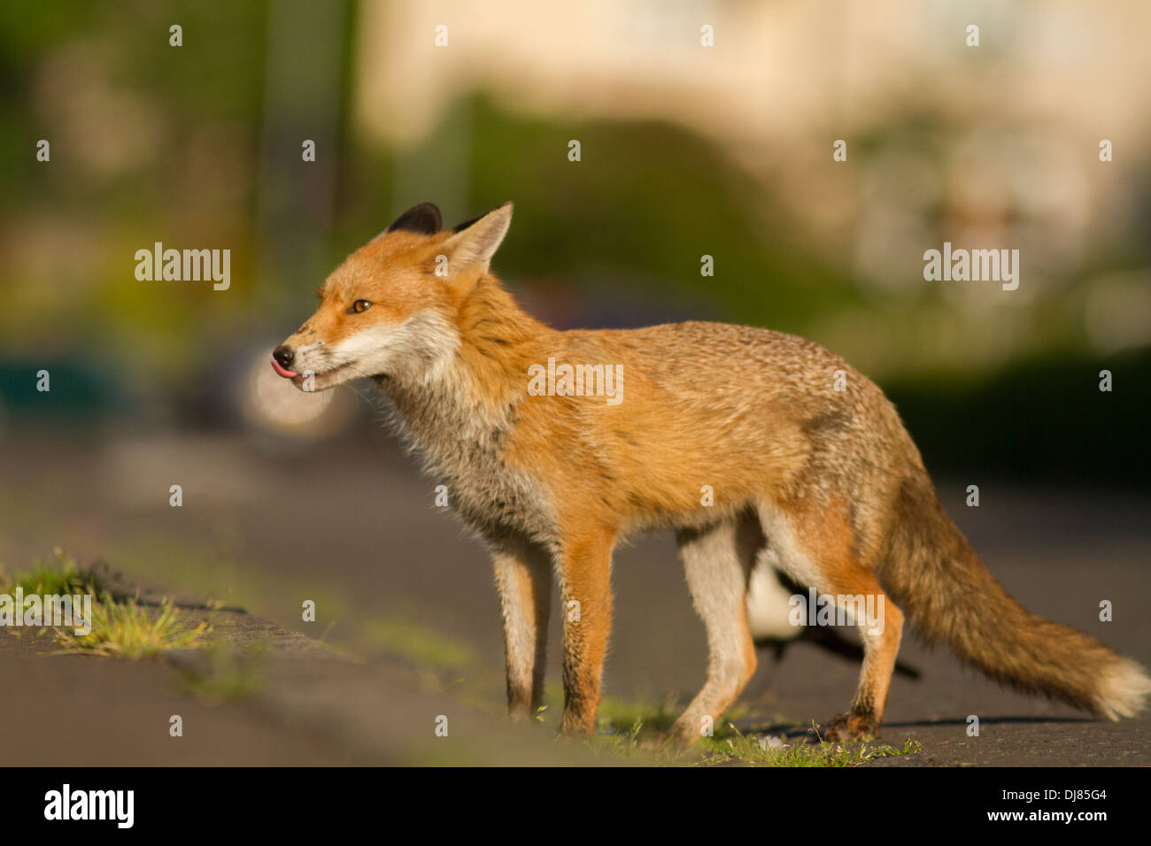 Urban Red fox (vulpes vulpes).Glasgow. Scotland Stock Photo - Alamy