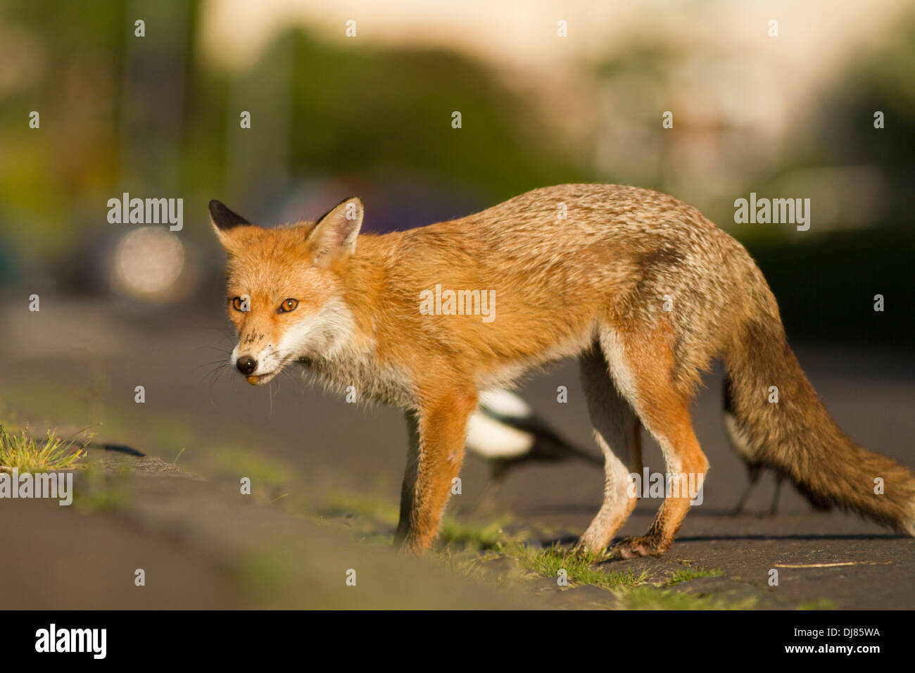 Urban Red fox (vulpes vulpes).Glasgow. Scotland Stock Photo - Alamy