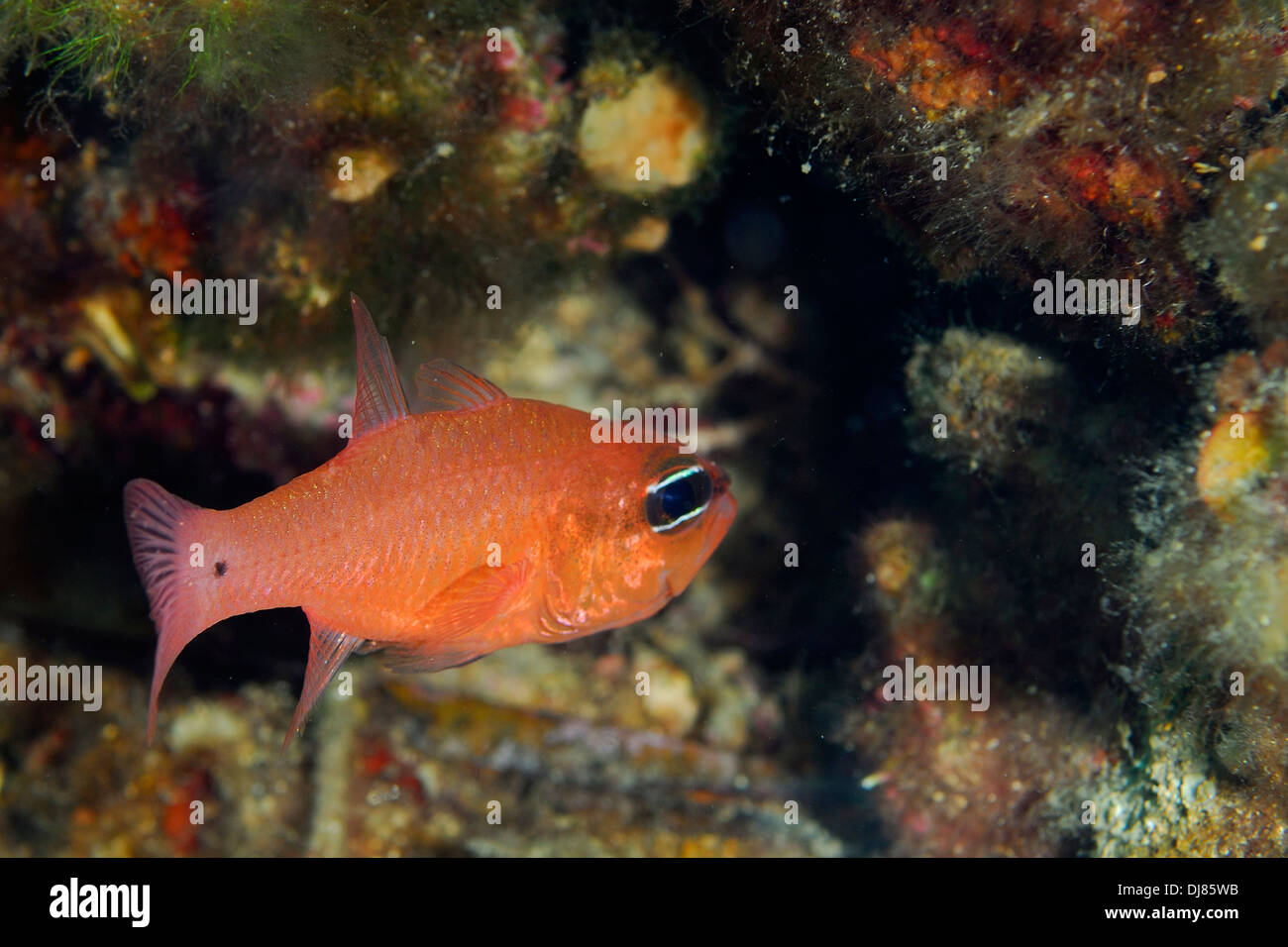 Cardinalfish or king of the mullets Apogon imberbis, Apogonidae, pesci ...