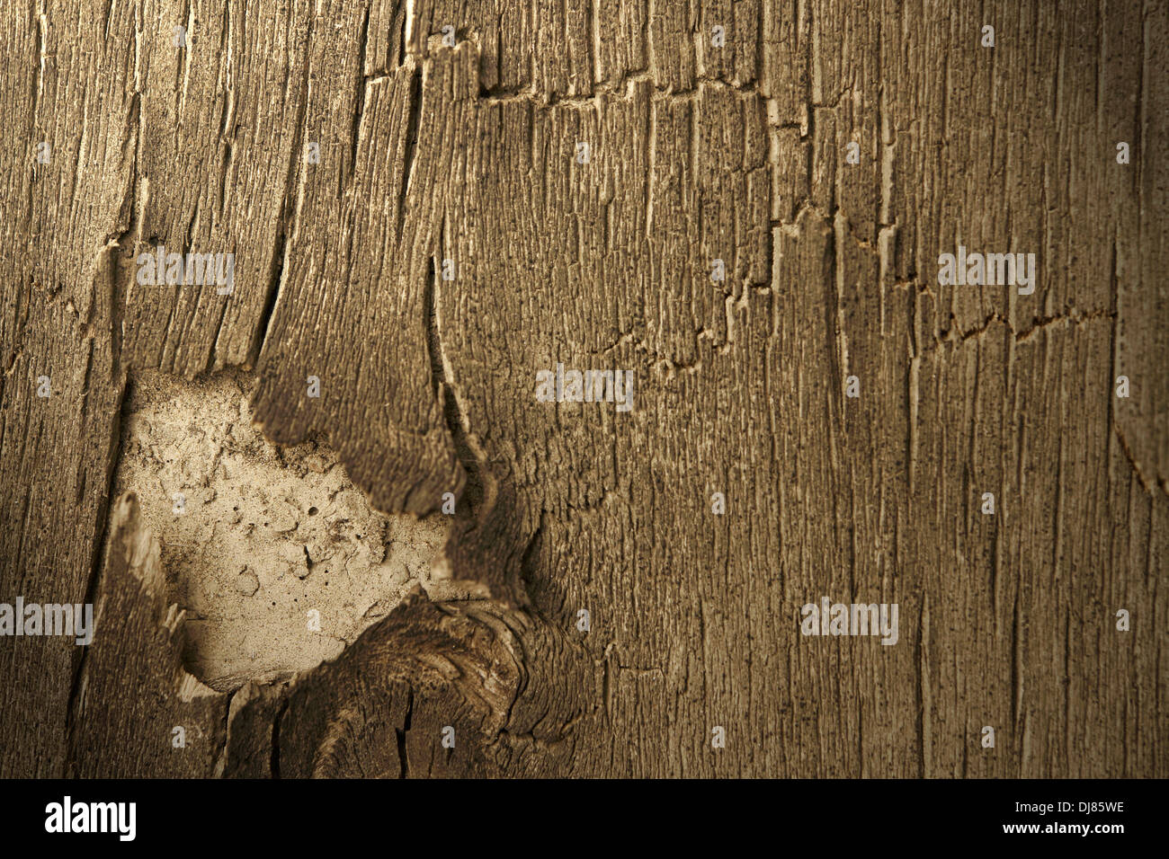 Aged bark closeup (desing element texture Stock Photo - Alamy