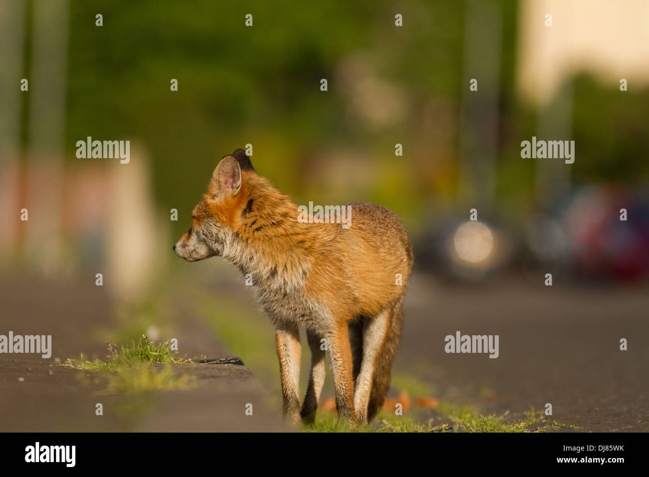 Urban Red fox (vulpes vulpes).Glasgow. Scotland Stock Photo - Alamy