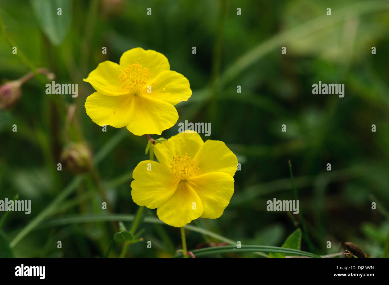 Two flowers of common rock rose (Helianthemum nummularium) blooming at ...