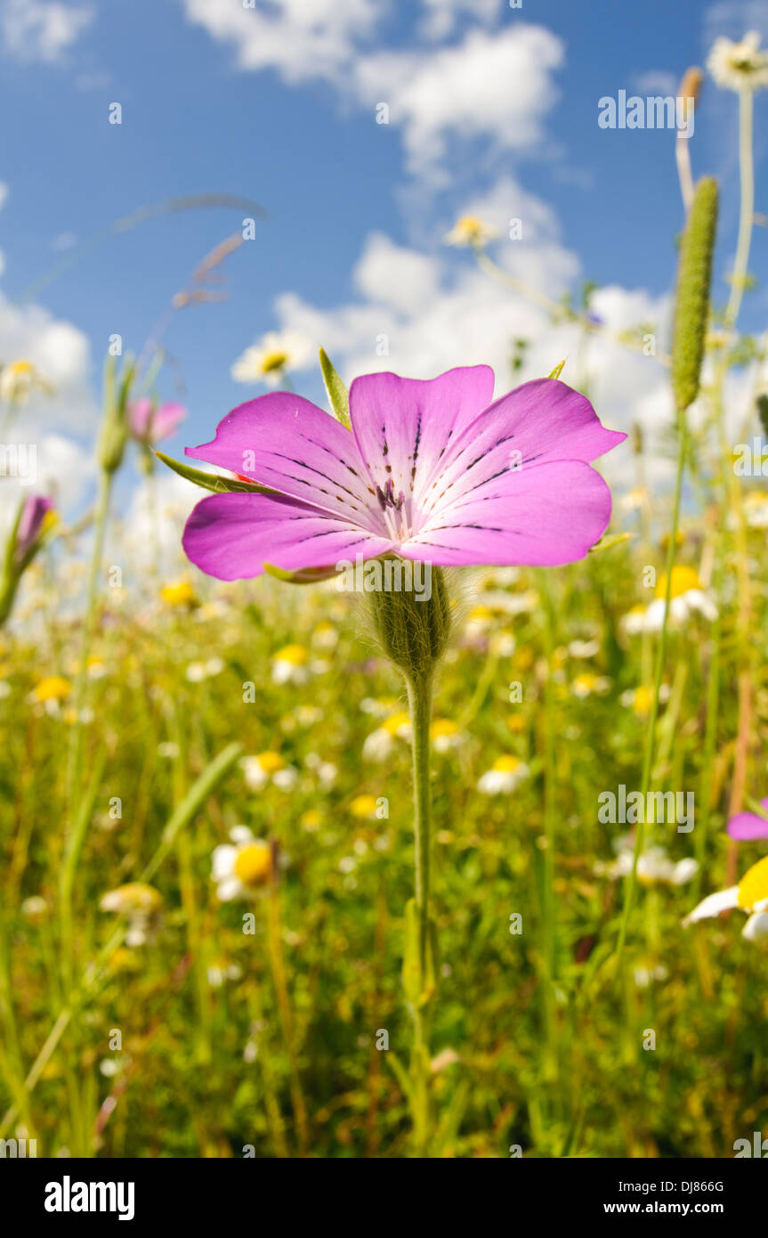 Agrostemma Wildflowers Hi Res Stock Photography And Images Alamy