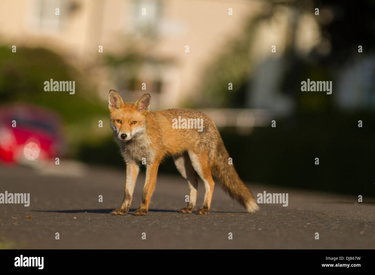 Urban Red fox (vulpes vulpes).Glasgow. Scotland Stock Photo - Alamy