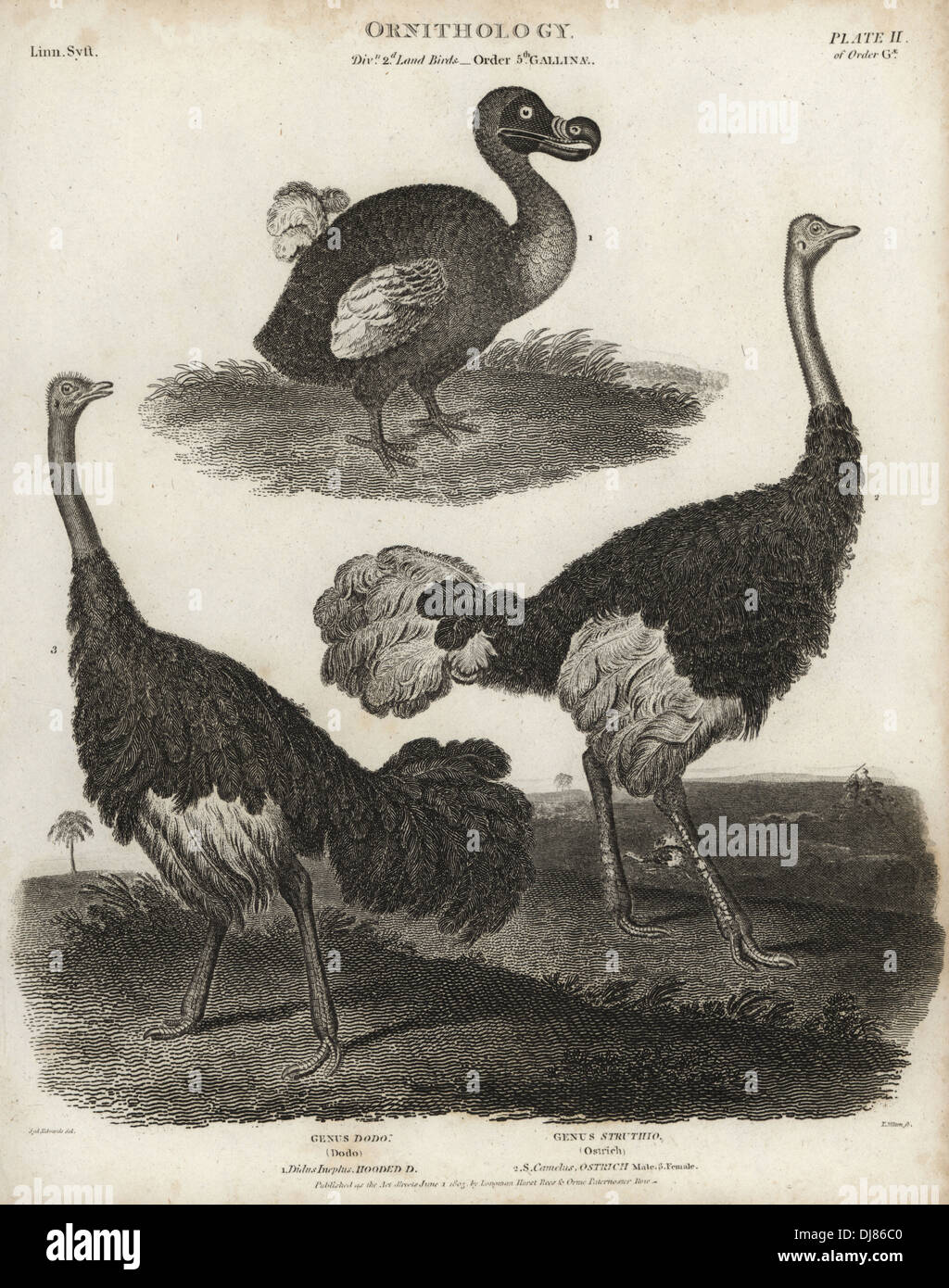 Dodo, Raphus cucullatus, extinct flightless bird, and male and female ...