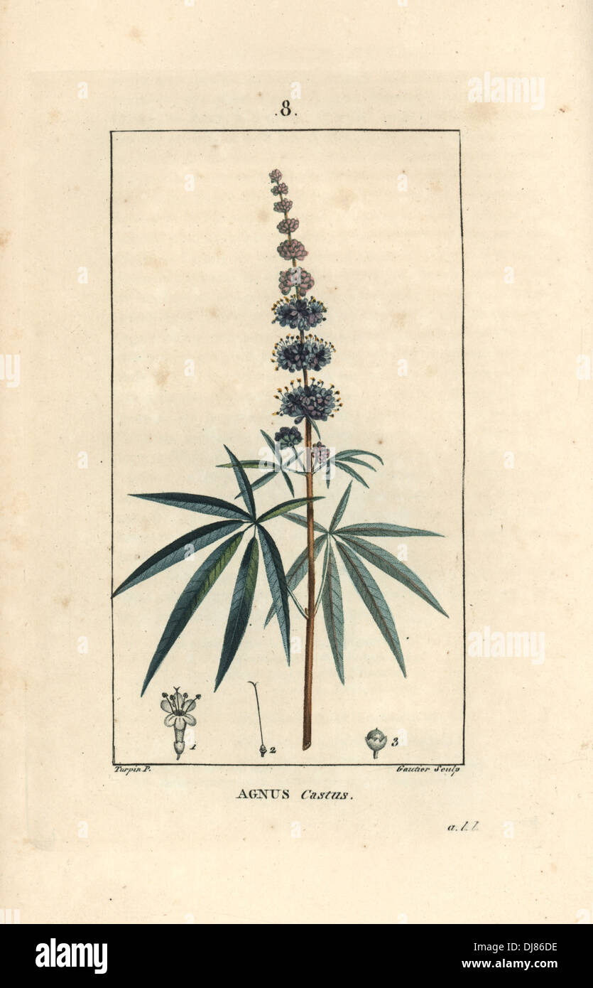 Chaste hi-res stock photography and images - Alamy