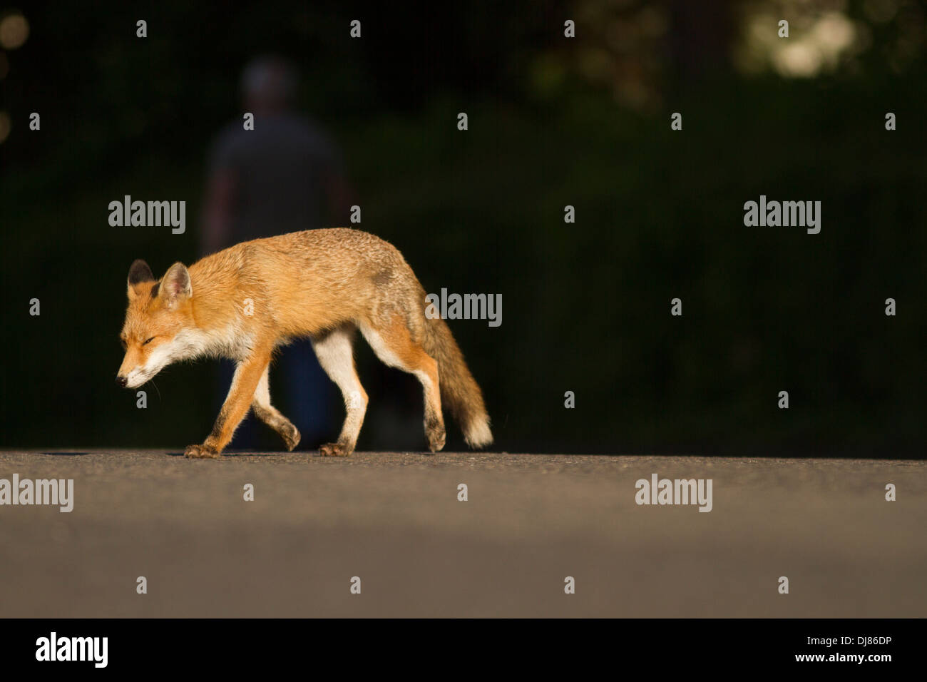Urban Red fox (vulpes vulpes).Glasgow. Scotland Stock Photo - Alamy