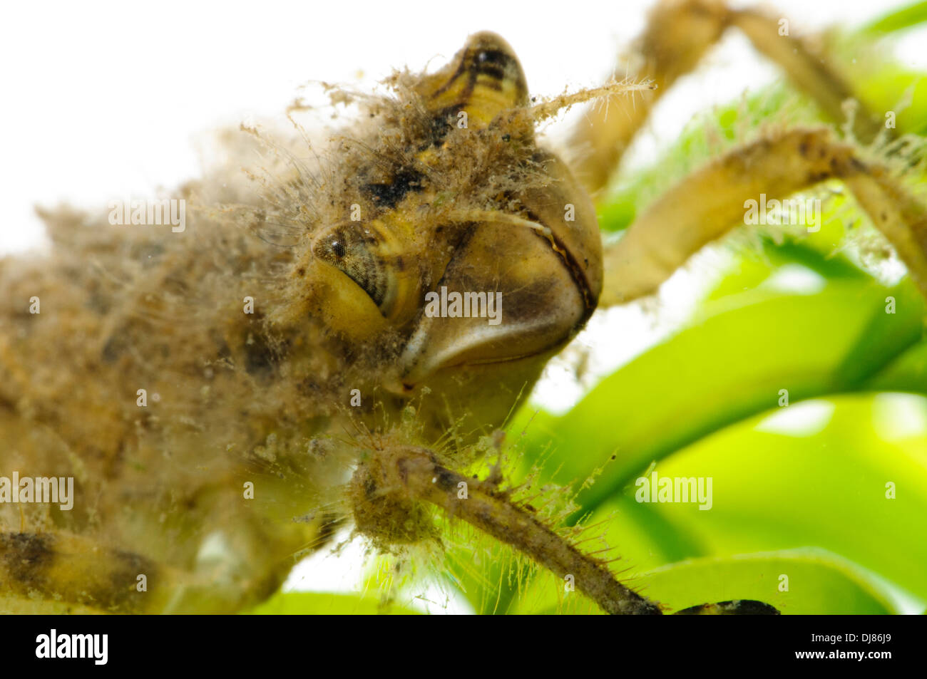 A close-up on the face of the larva of a broad-bodied chaser dragonfly ...