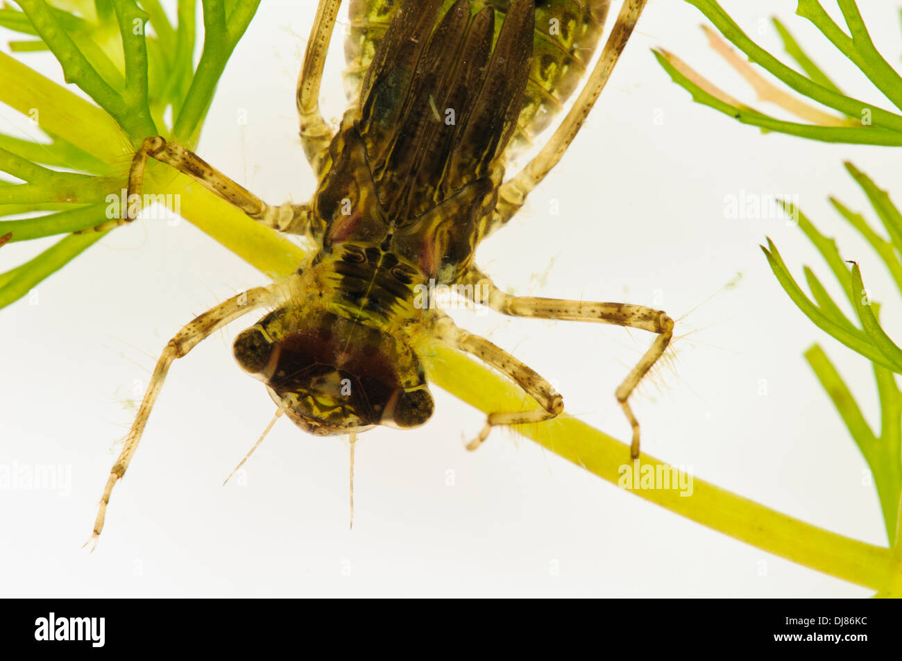 Larva common darter dragonfly sympetrum hi-res stock photography and ...