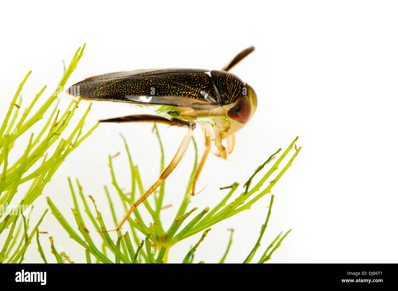 Water Boatman Adult