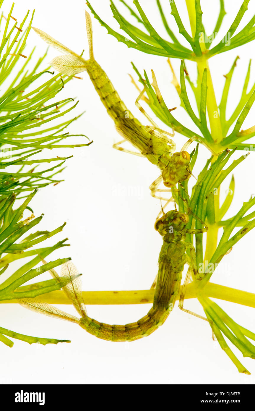 Damselfly larvae hi-res stock photography and images - Alamy
