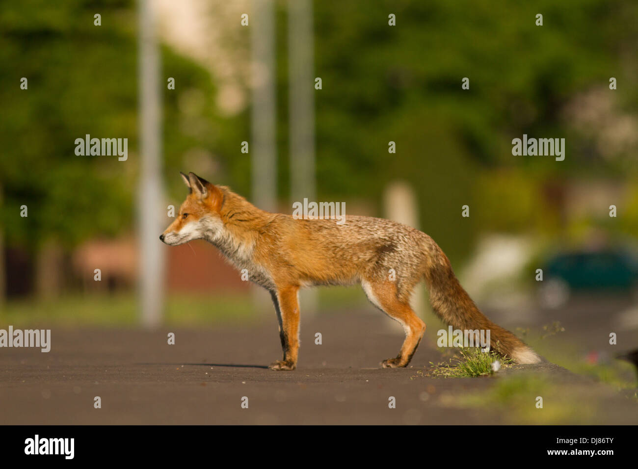 Urban Red fox (vulpes vulpes).Glasgow. Scotland Stock Photo - Alamy