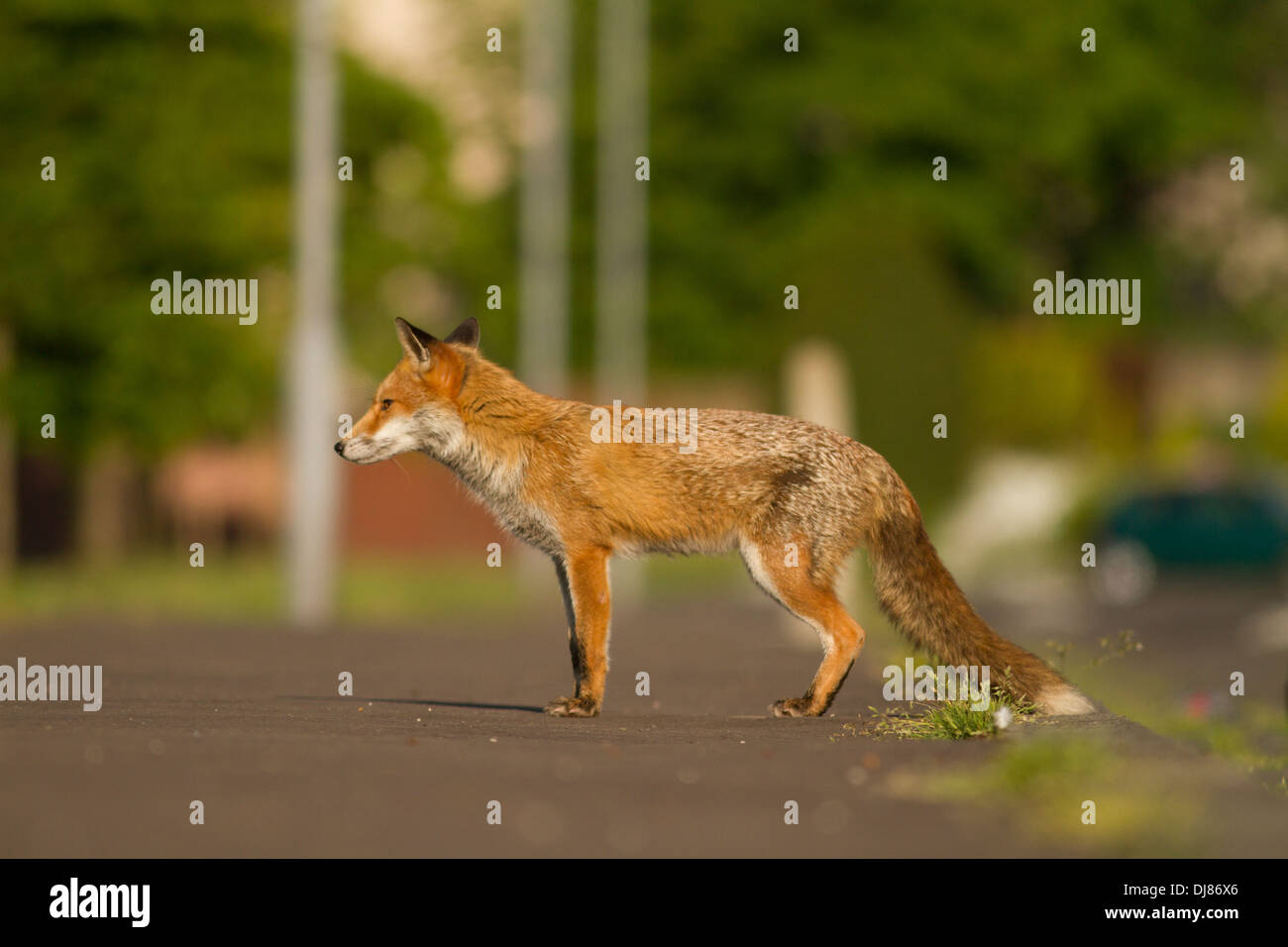 Urban Red fox (vulpes vulpes).Glasgow. Scotland Stock Photo - Alamy