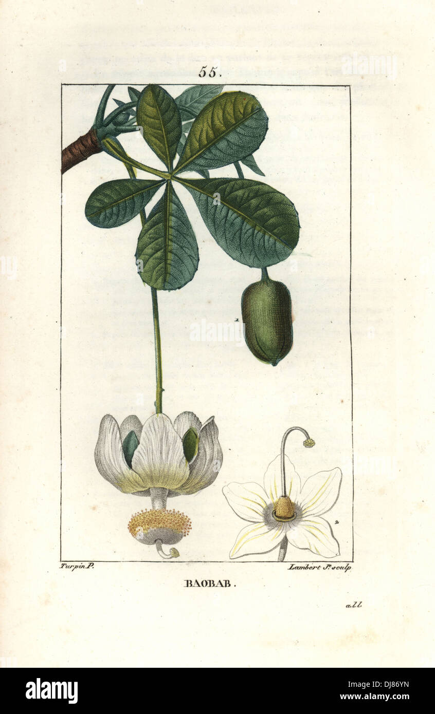 African baobab tree, Adansonia digitata, showing flower, leaves and ...