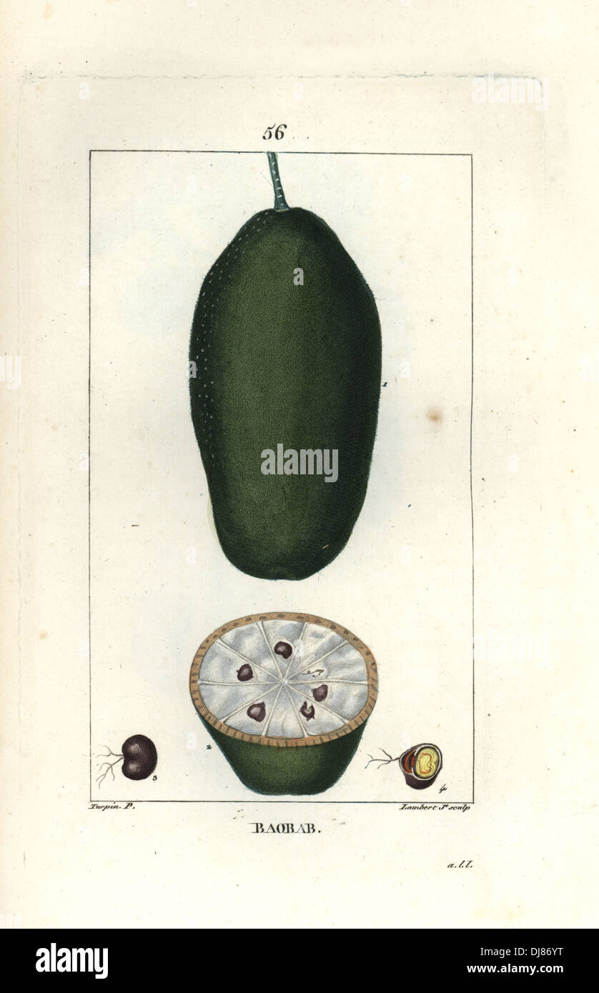 African baobab tree, Adansonia digitata, showing fruit Stock Photo - Alamy