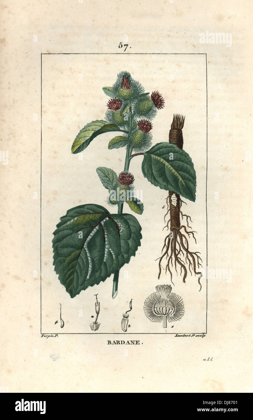 Burdock drawing hi-res stock photography and images - Alamy