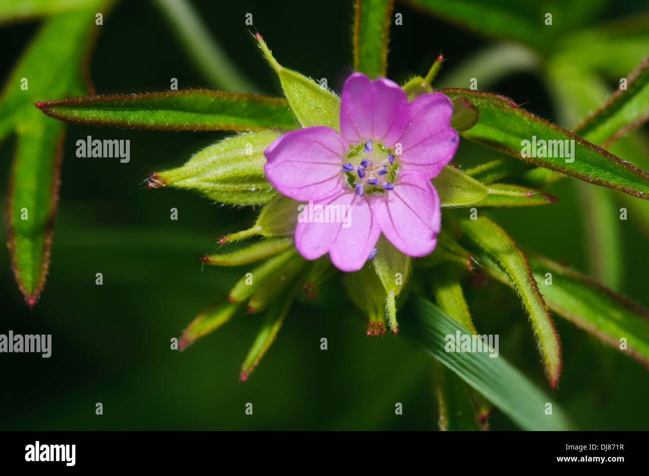 A single flower of cut-leaved crane's-bill (Geranium dissectum ...