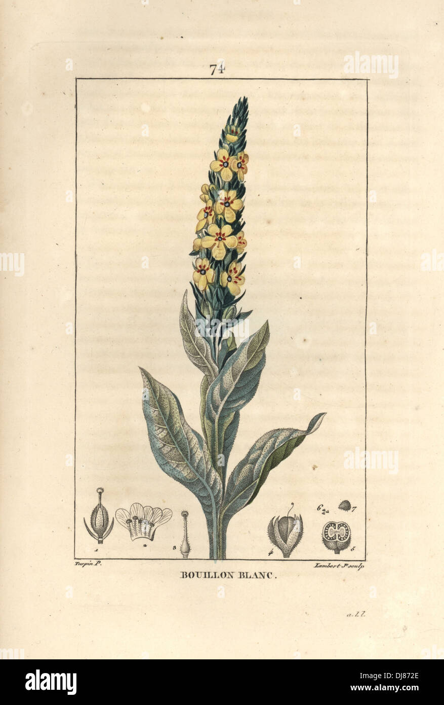 Thapsus hi-res stock photography and images - Alamy