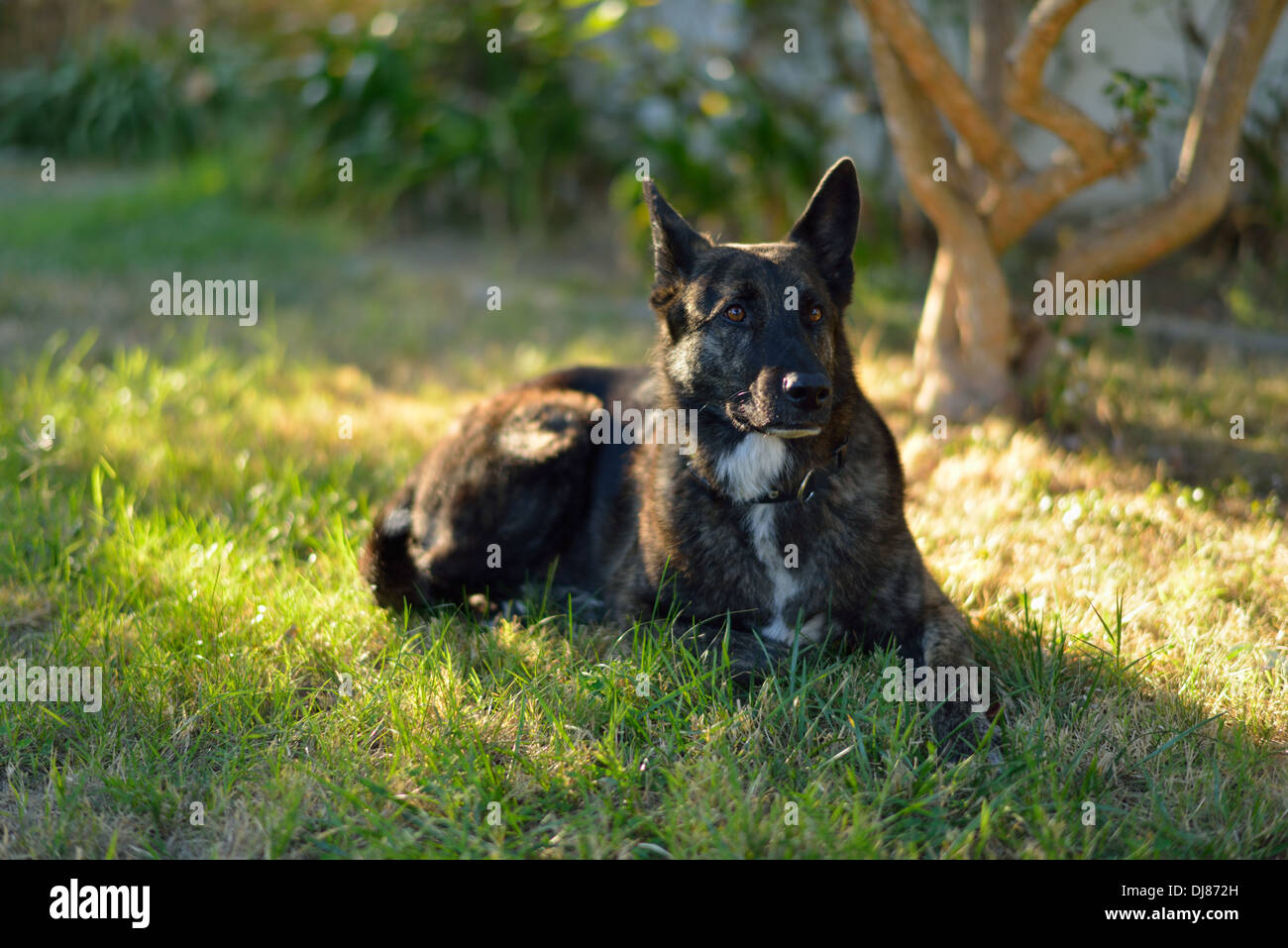 A Dutch Shepard Stock Photo - Alamy