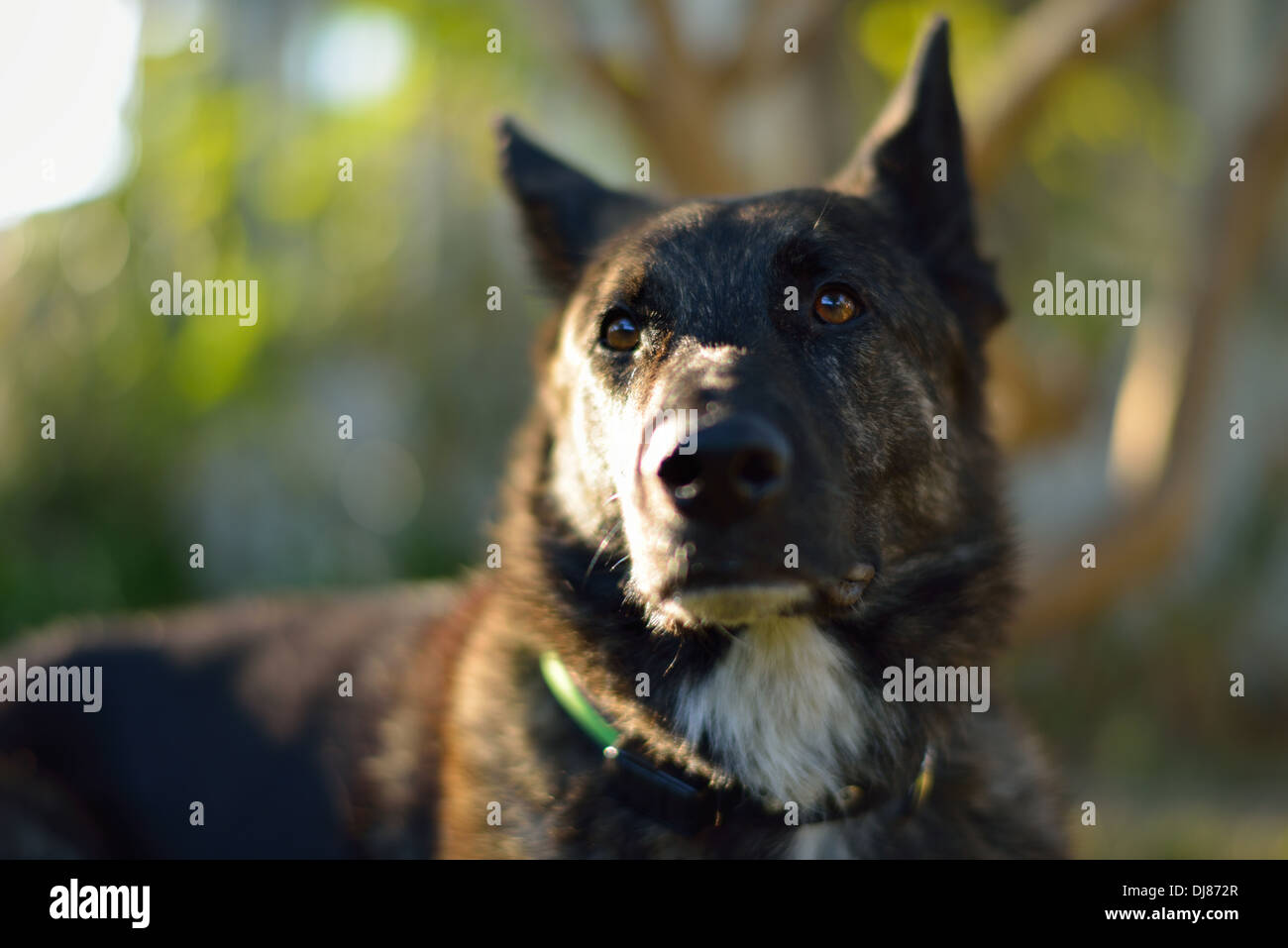 A Dutch Shepard Stock Photo - Alamy