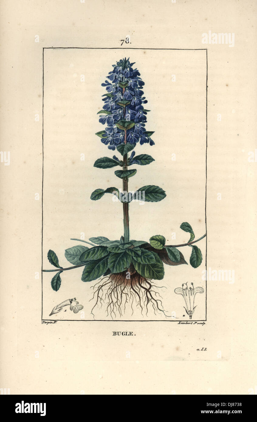 Common bugle, Ajuga reptans, with flower, leaf and roots Stock Photo ...