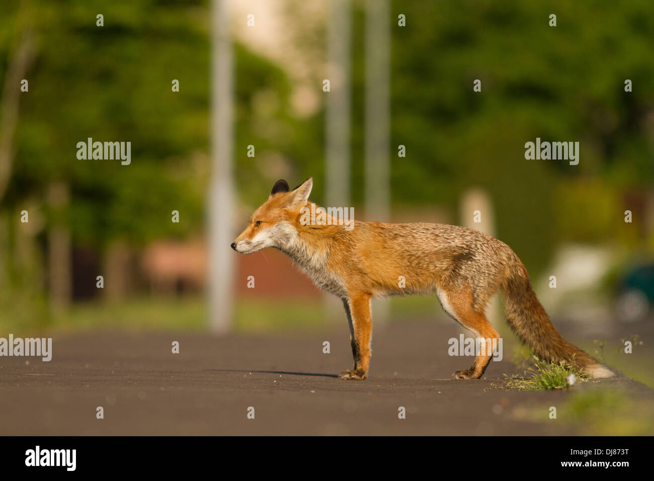 Urbane fox hi-res stock photography and images - Alamy