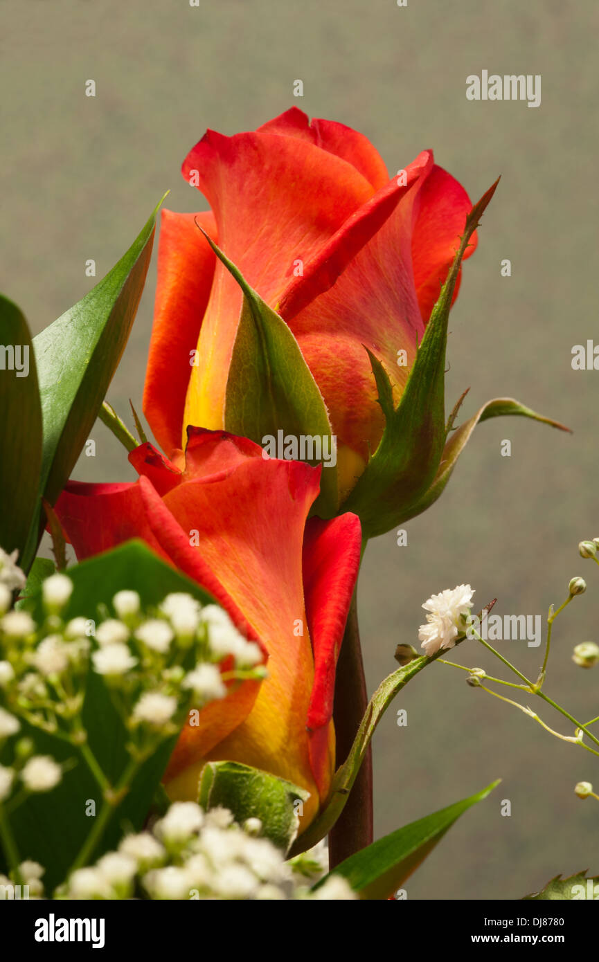 Two roses hi-res stock photography and images - Alamy