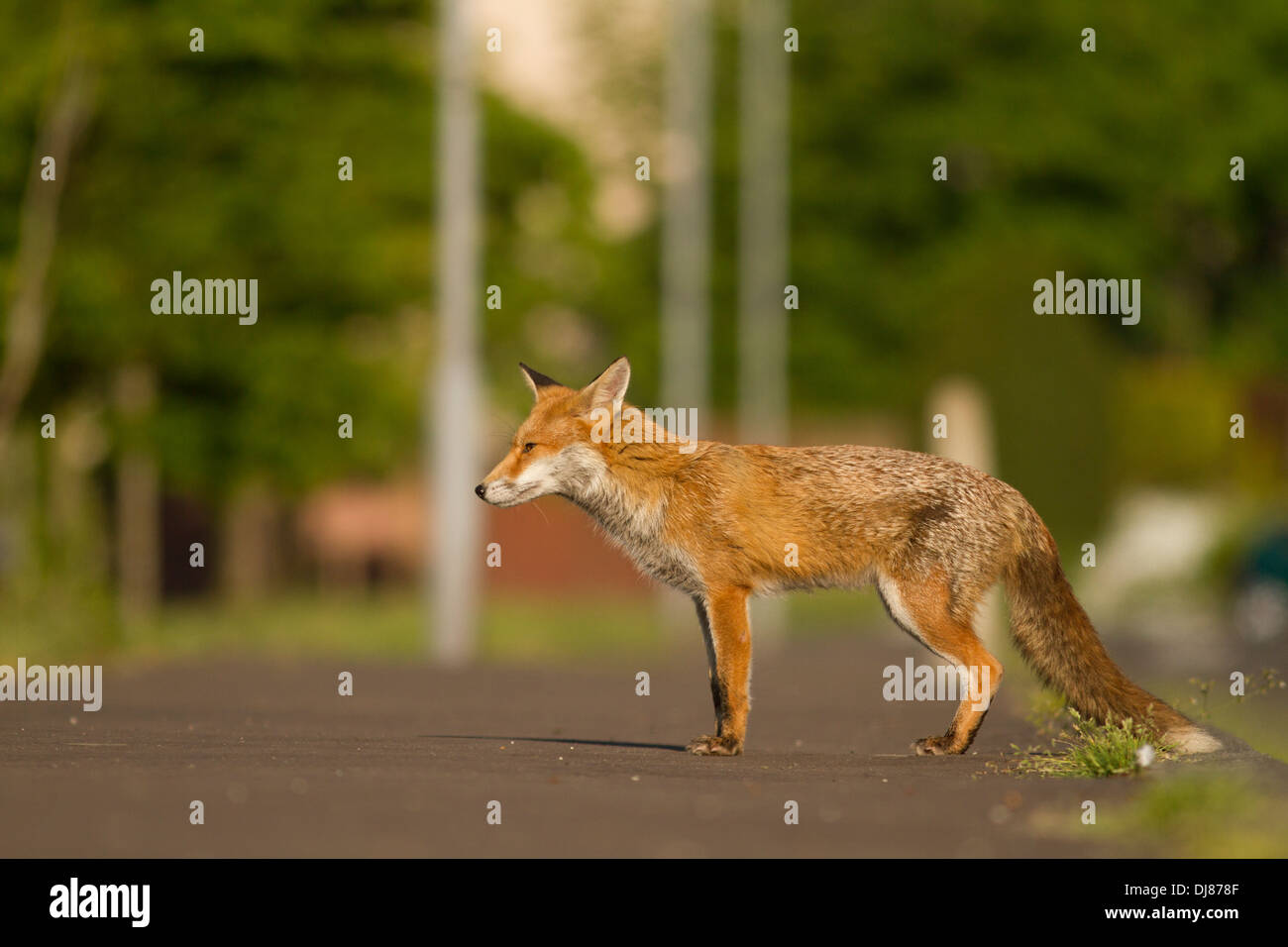 Urban Red fox (vulpes vulpes).Glasgow. Scotland Stock Photo - Alamy