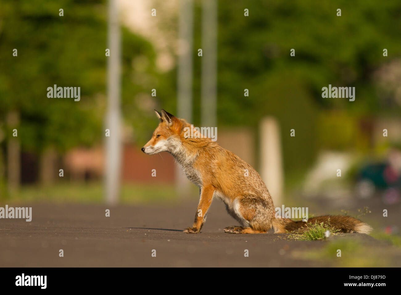 Urban Red fox (vulpes vulpes).Glasgow. Scotland Stock Photo - Alamy
