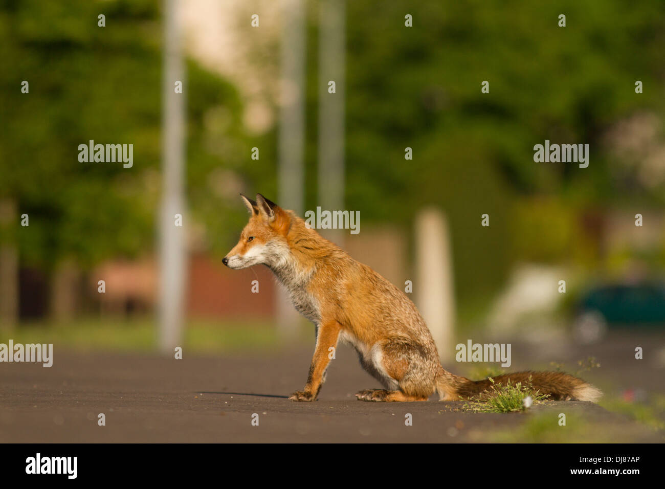 Urban Red fox (vulpes vulpes).Glasgow. Scotland Stock Photo - Alamy