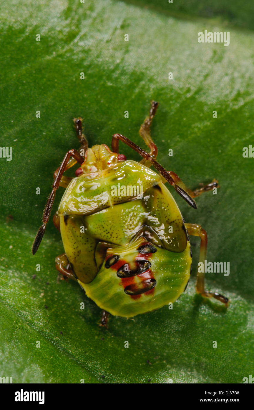 The fifth and final instar nymph of a birch shieldbug (Elasmostethus ...