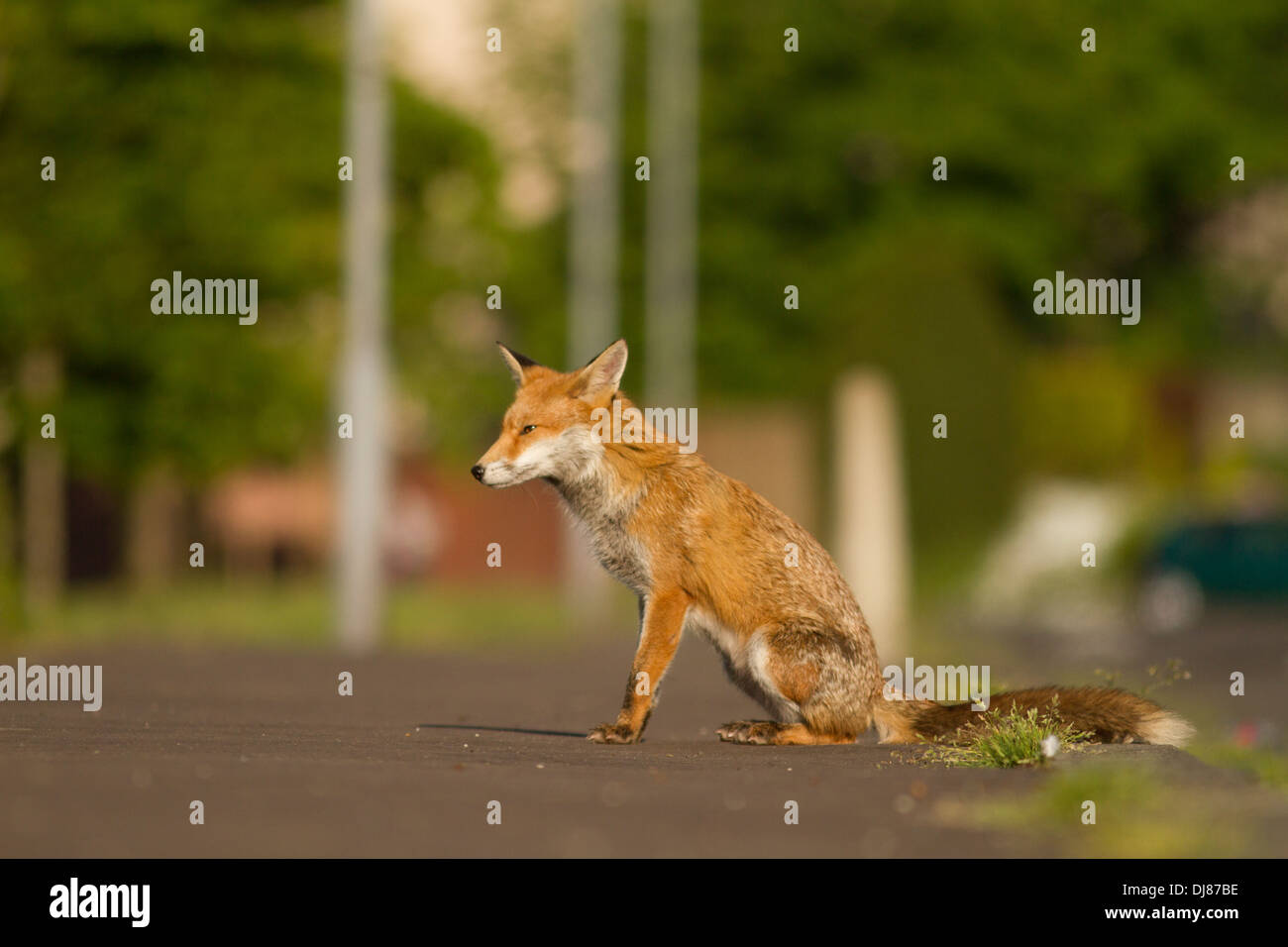 Urban Red fox (vulpes vulpes).Glasgow. Scotland Stock Photo - Alamy
