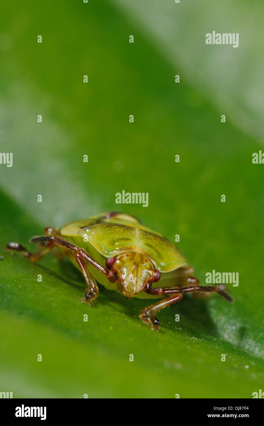 The fifth and final instar nymph of a birch shieldbug (Elasmostethus ...