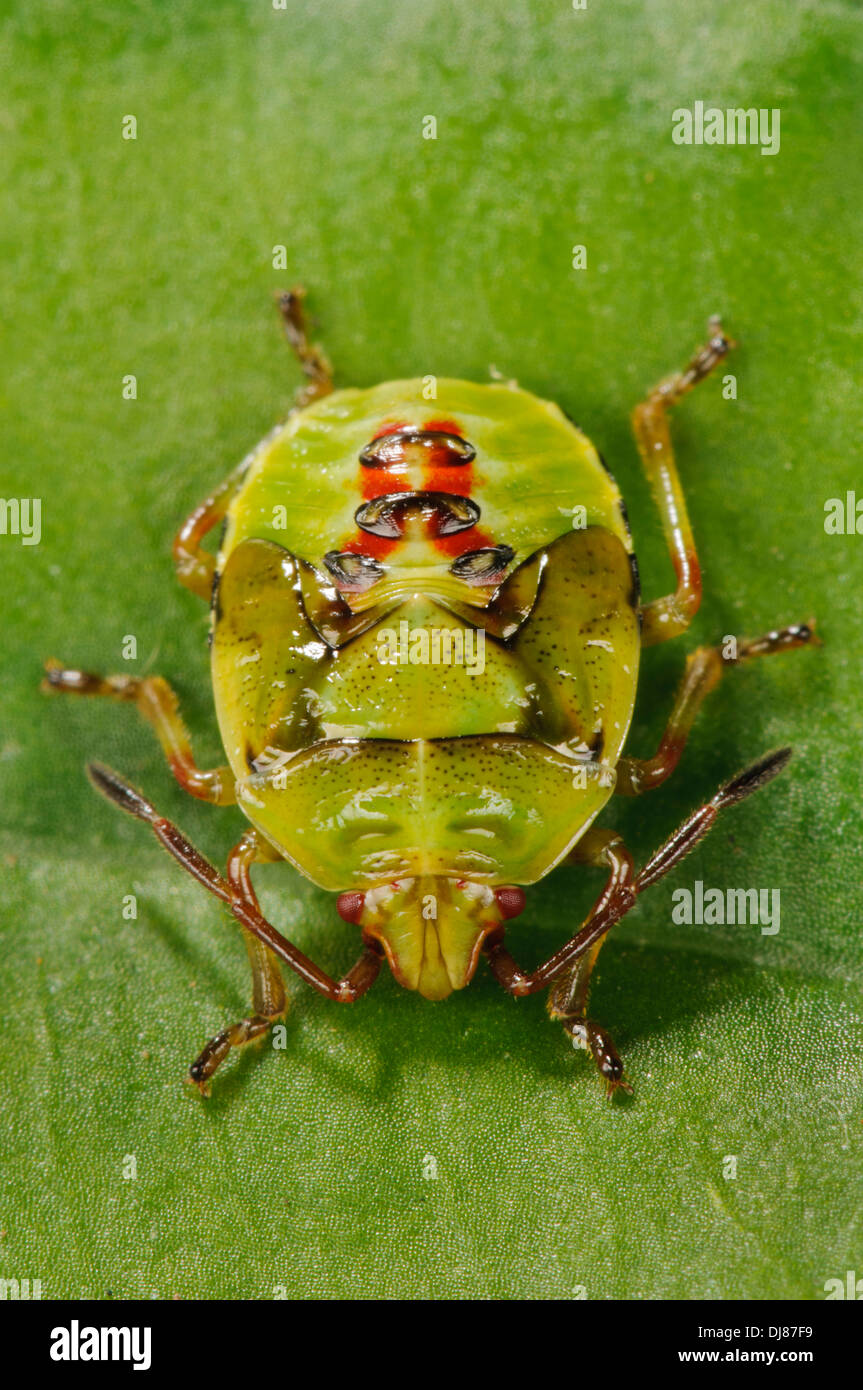 The fifth and final instar nymph of a birch shieldbug (Elasmostethus ...