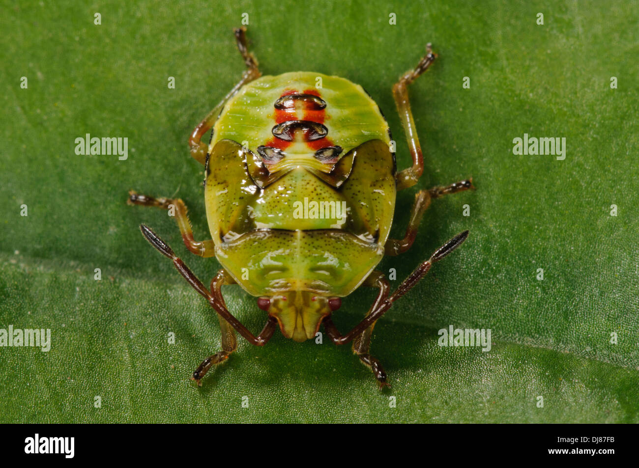 The fifth and final instar nymph of a birch shieldbug (Elasmostethus ...