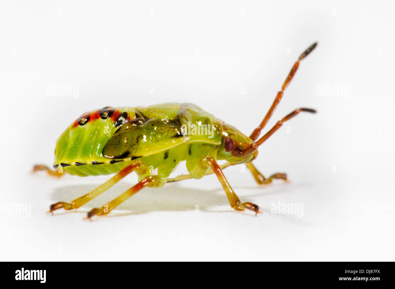 The fifth and final instar nymph of a birch shieldbug (Elasmostethus ...