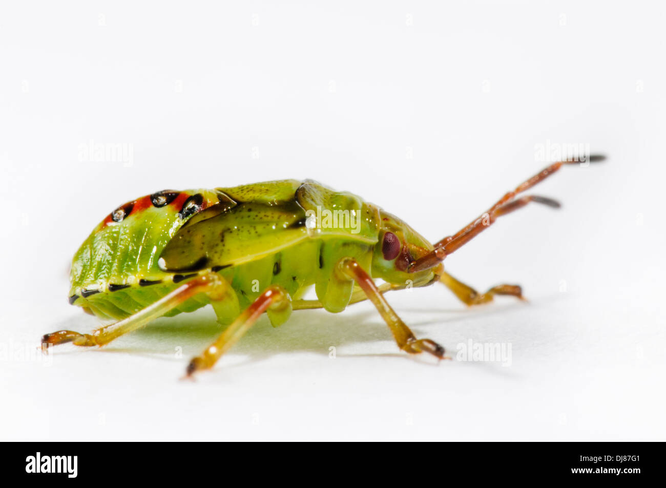 Fifth instar nymph hi-res stock photography and images - Alamy