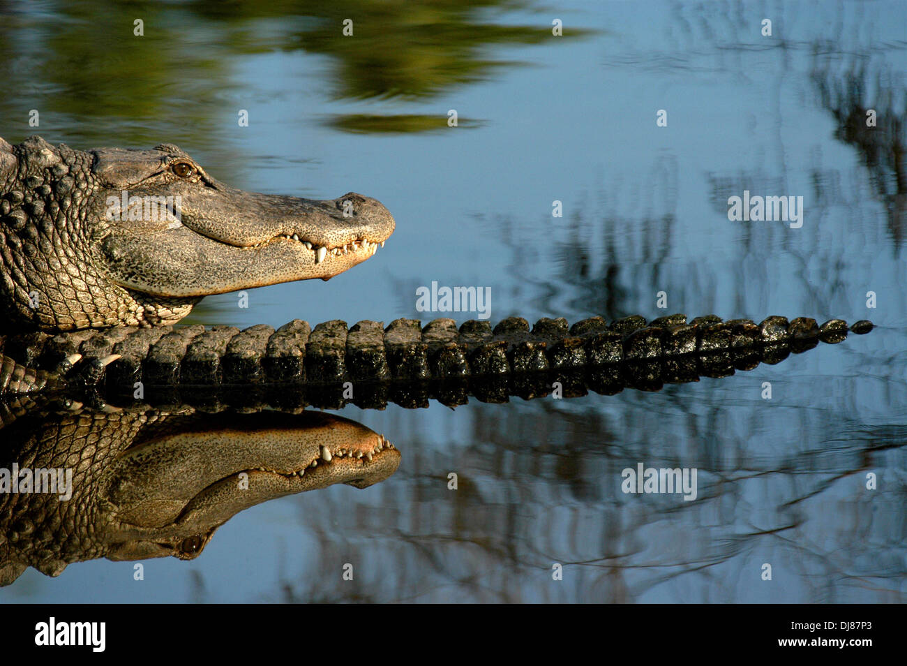 An alligator is reflected in a pond at the Gatorland attraction in ...