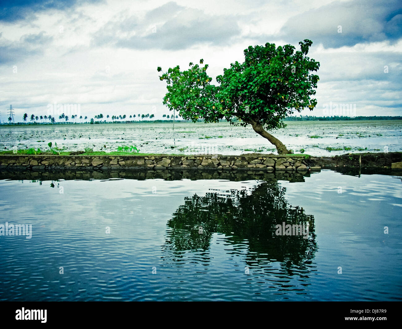 Kerala Backwater, Kerala, India Stock Photo - Alamy
